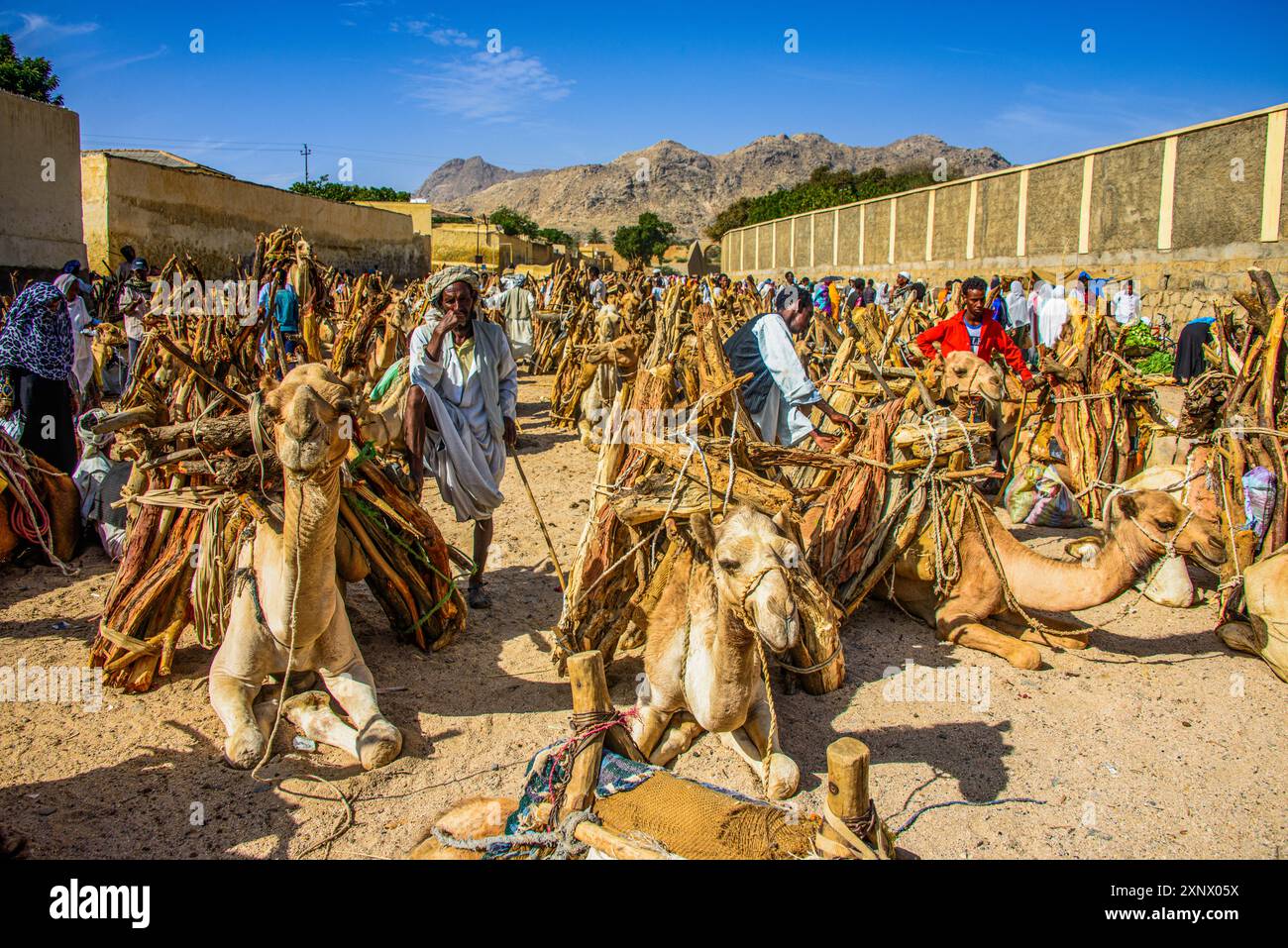 Muslim merchants camels hi-res stock photography and images - Alamy