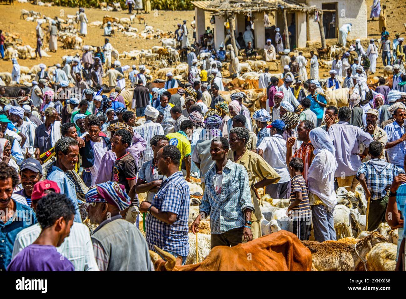 The Monday animal market of Keren, Eritrea, Africa Stock Photo - Alamy
