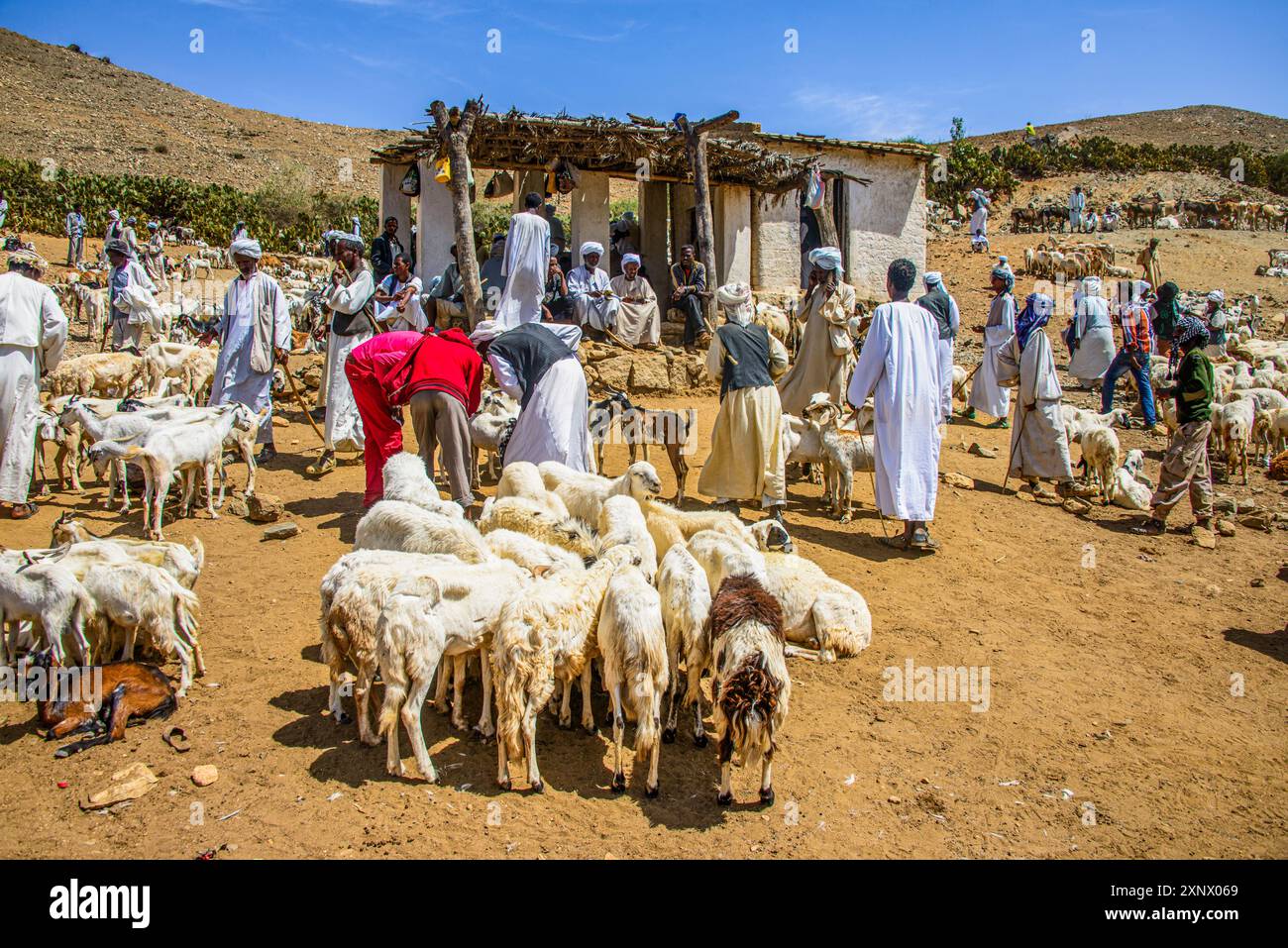 The Monday animal market of Keren, Eritrea, Africa Stock Photo - Alamy