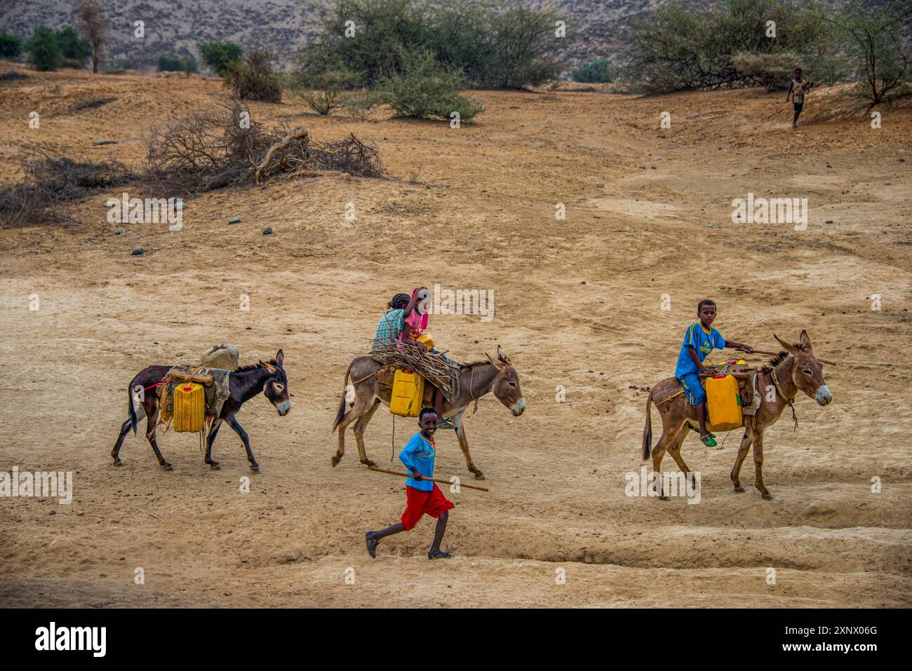 Young kids riding on donkeys to a water hole in the lowland of Eritrea ...