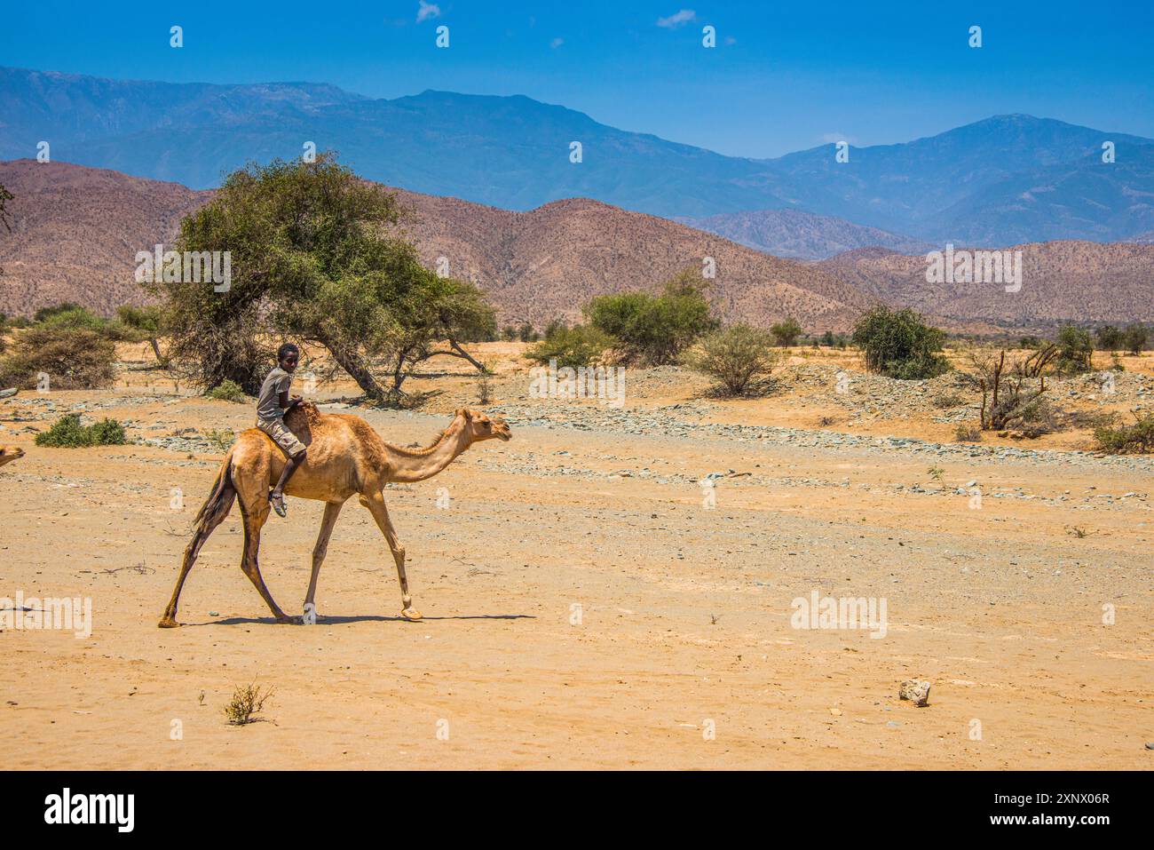 Boy riding on a camel in the lowlands of Eritrea, Africa Stock Photo ...