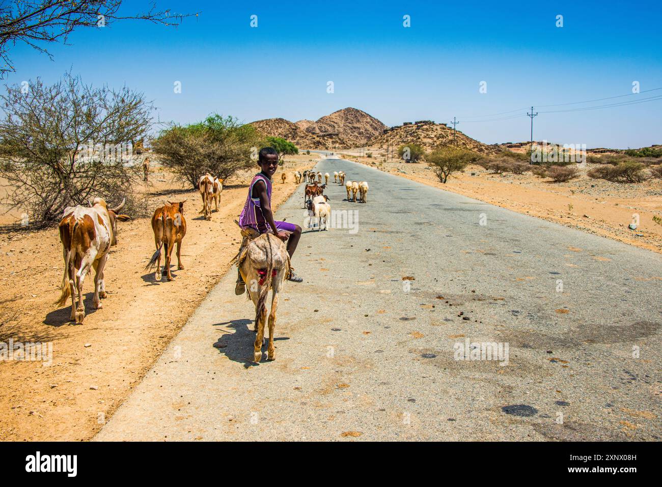 Boy riding on a donkey in the lowlands of Eritrea, Africa Stock Photo ...