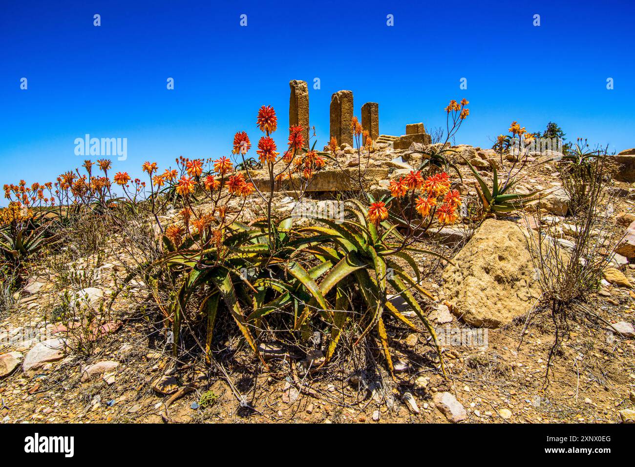 Blooming flowers in front of the columns of a ruined structure at the ...