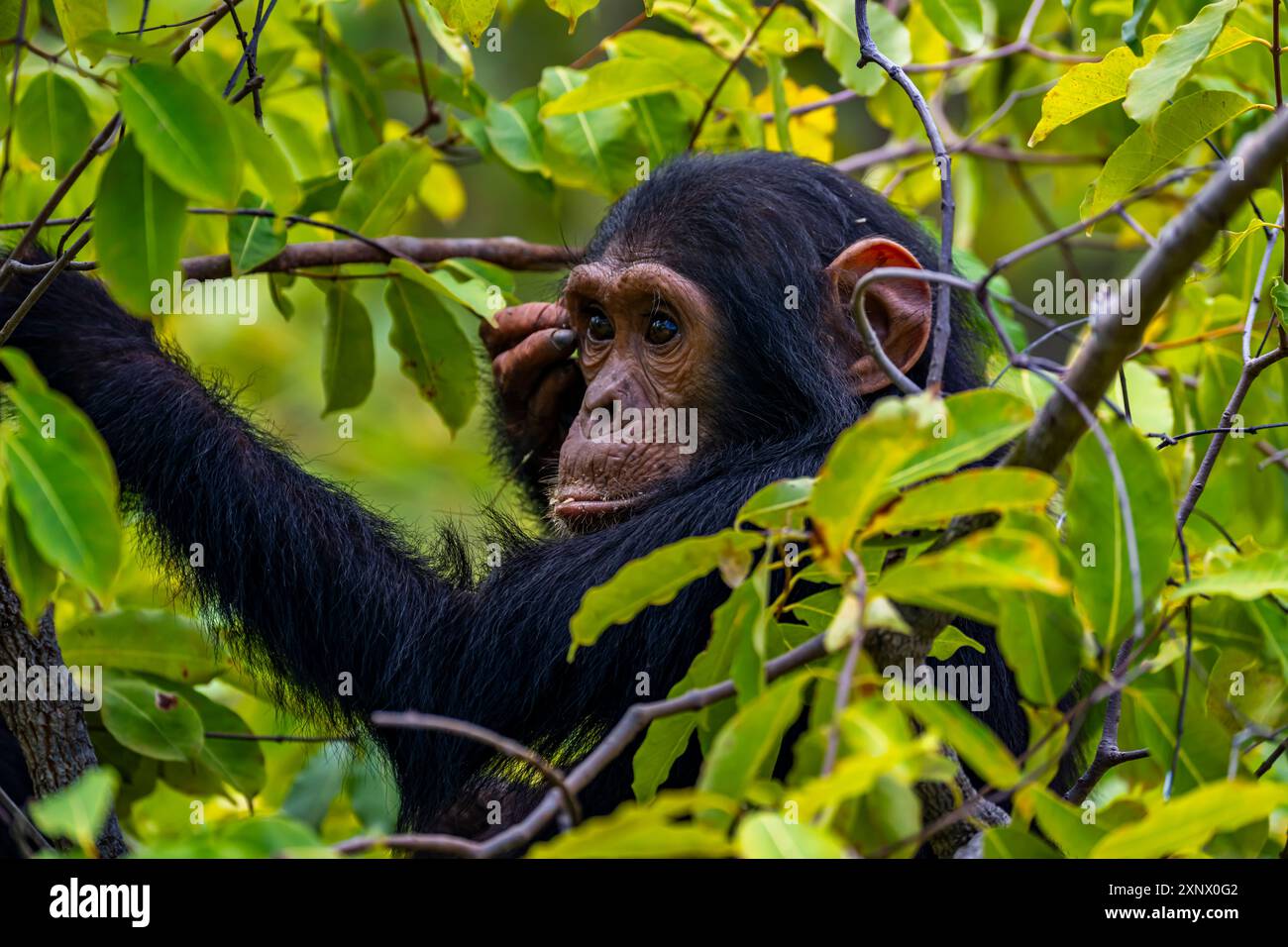Chimpanzee hand not illustration hi-res stock photography and images ...