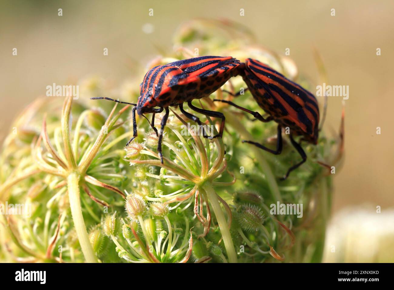 Bugs of summer hi-res stock photography and images - Alamy