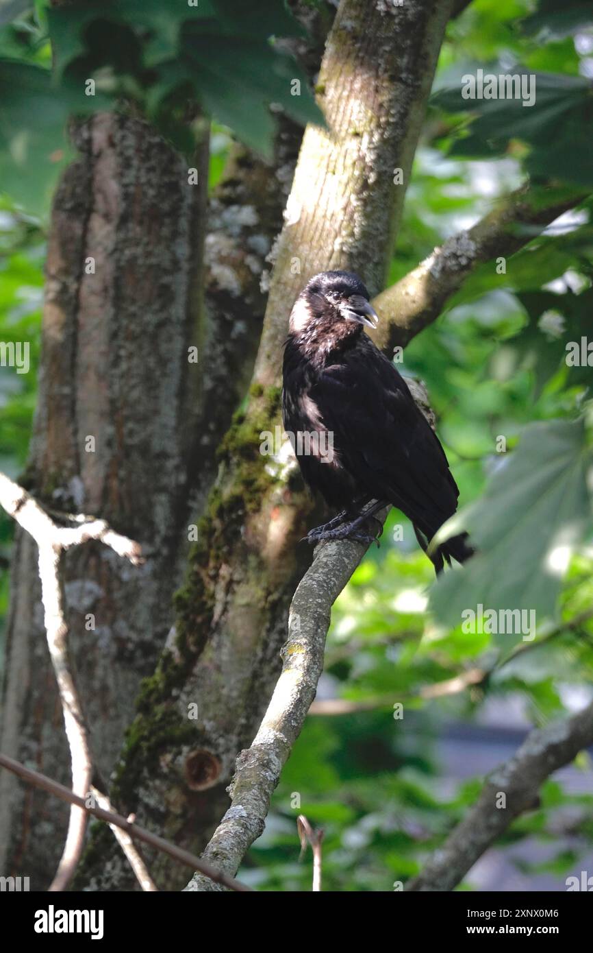 Songbird summer hi-res stock photography and images - Alamy