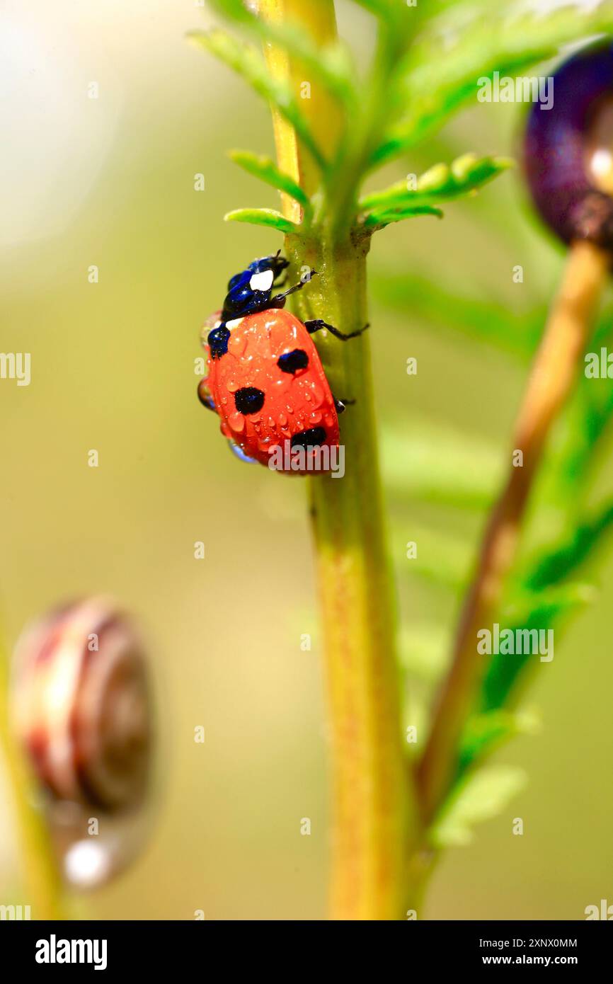 Beautiful ladybird (Coccinellidae) with water droplets, summer, Germany ...
