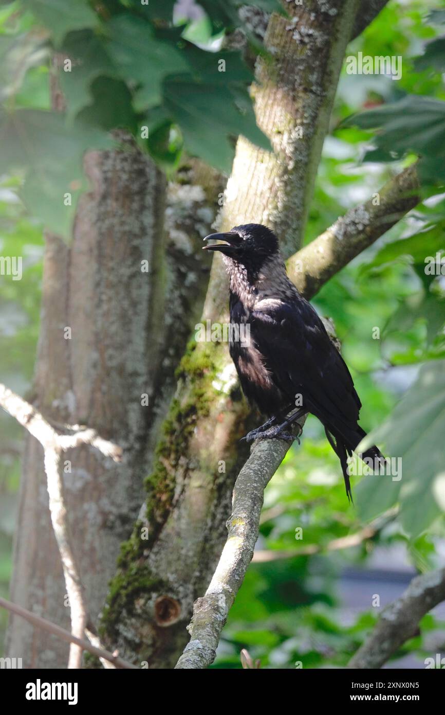 Songbird summer hi-res stock photography and images - Alamy