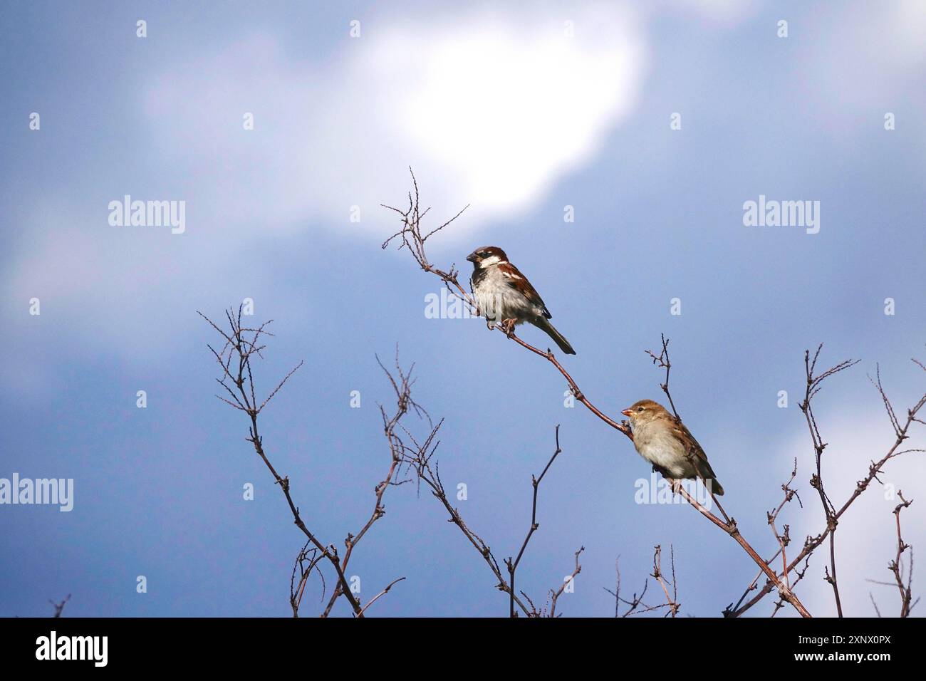 Sparrow on branch summer hi-res stock photography and images - Alamy