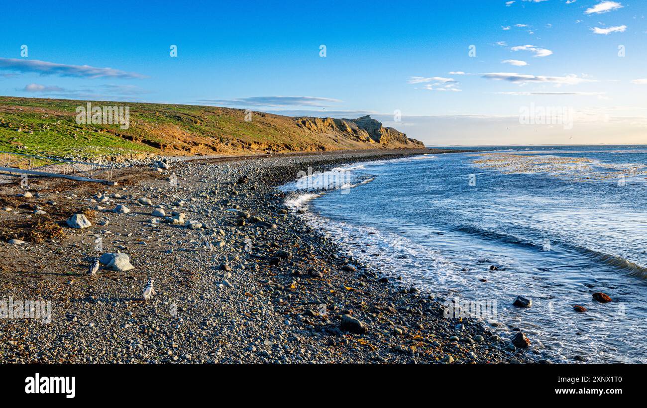 Sunrise on Magdalena Island, Magallanes Region, Punta Arenas, Chile ...