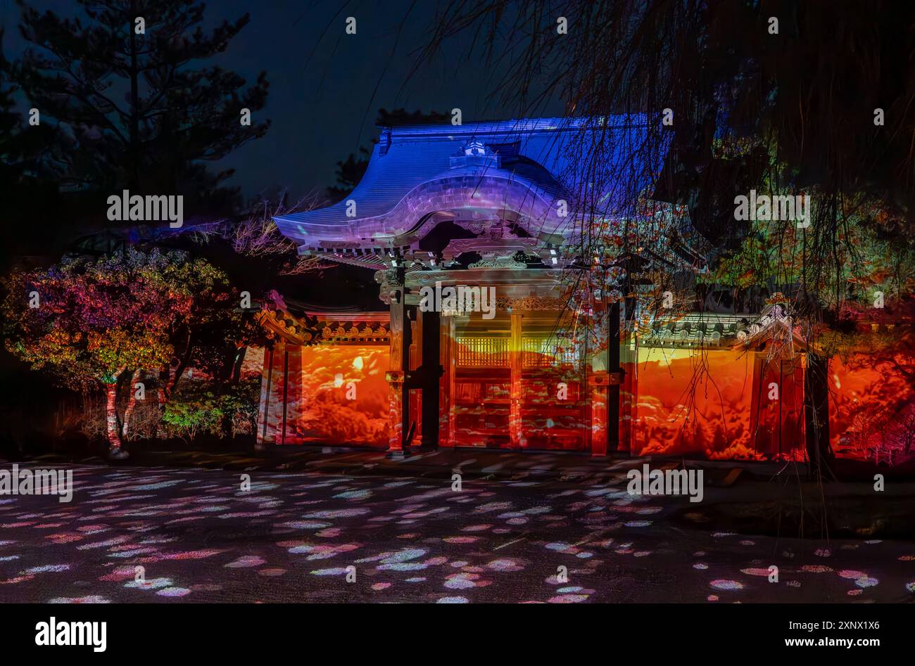 Night time illumination at temples during the cherry blossom (sakura ...