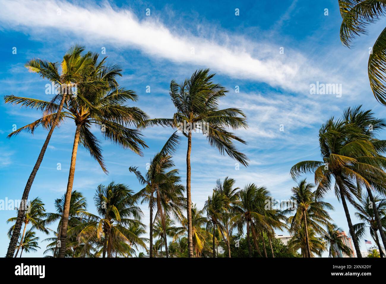 Tropical beach in Miami. Tropical outdoor scene with palm tree ...