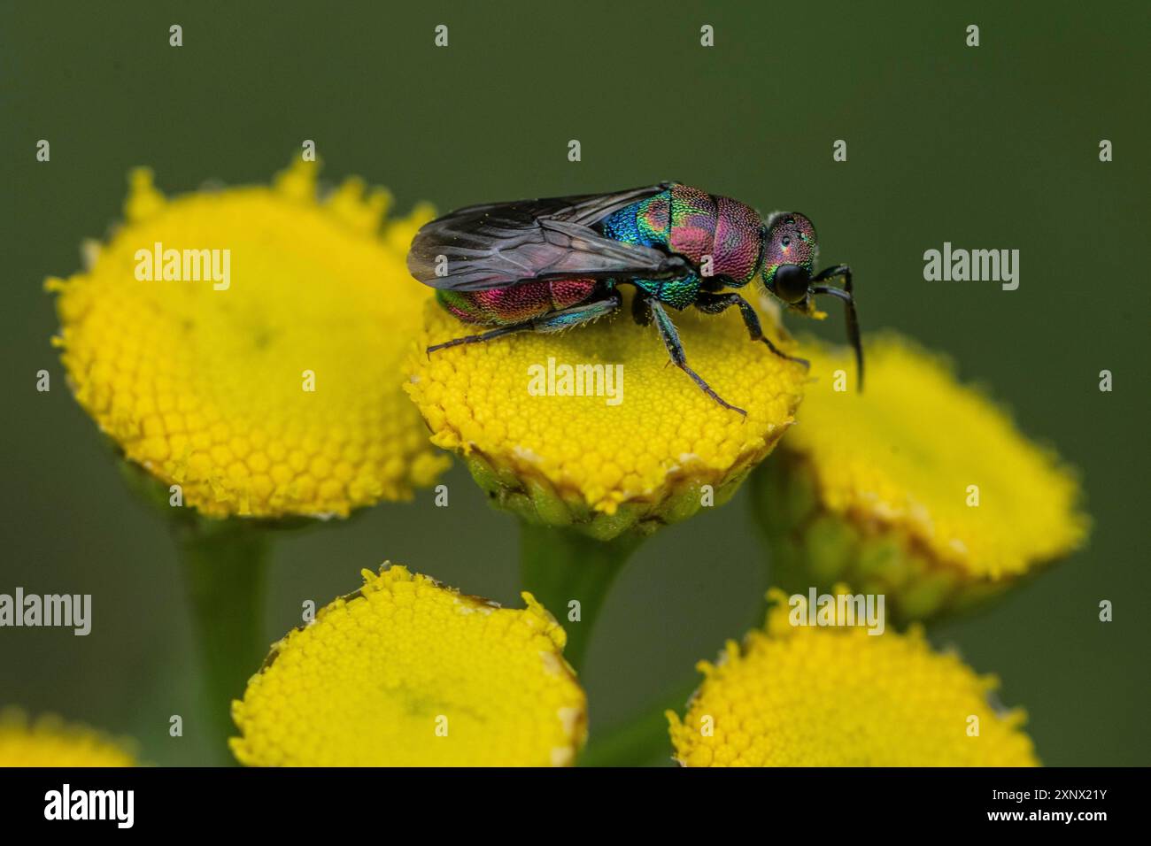 Hedychrum rutilans hi-res stock photography and images - Alamy