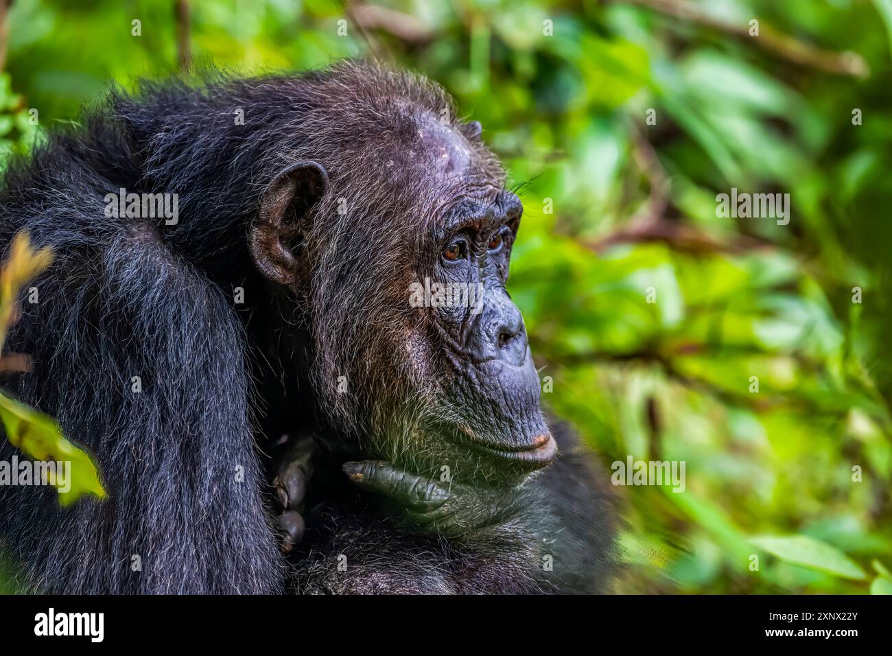 Gombe national park vegetation hi-res stock photography and images - Alamy
