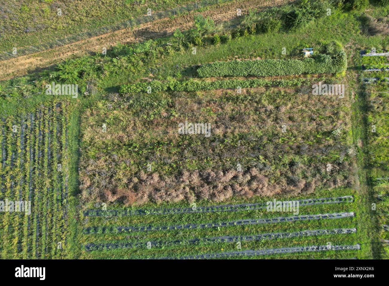 Aerial view of a diverse field with mixed vegetation, including ...