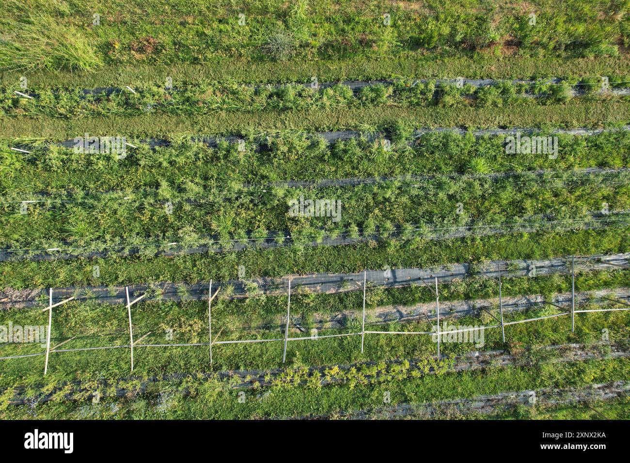 Aerial view of an organized garden with multiple rows of green plants ...