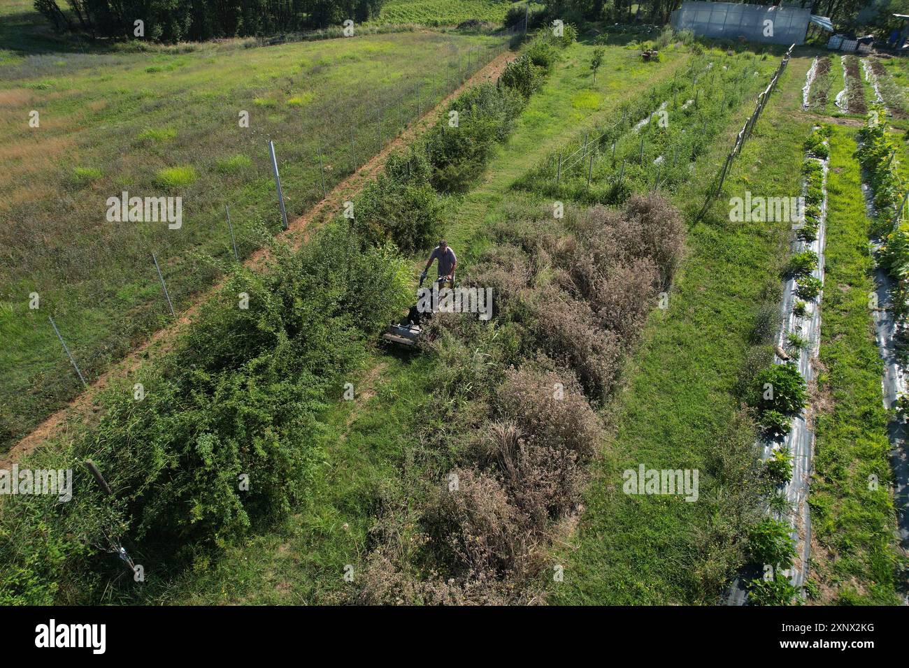 A farmer using a lawnmower in a mixed field with green and dry plants ...