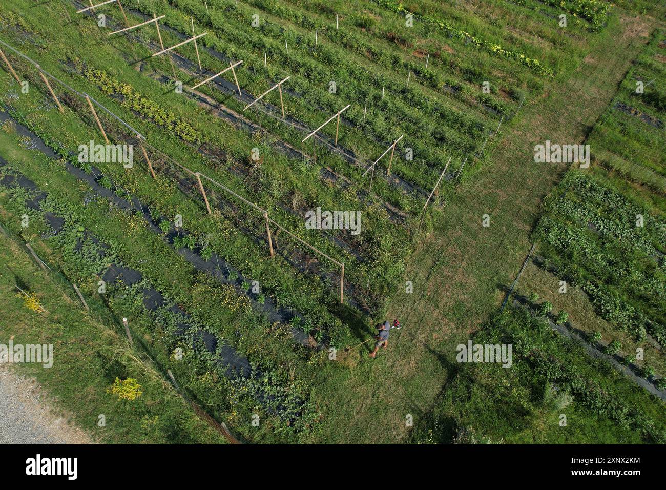 Aerial view of a field with rows of plants supported by trellises ...