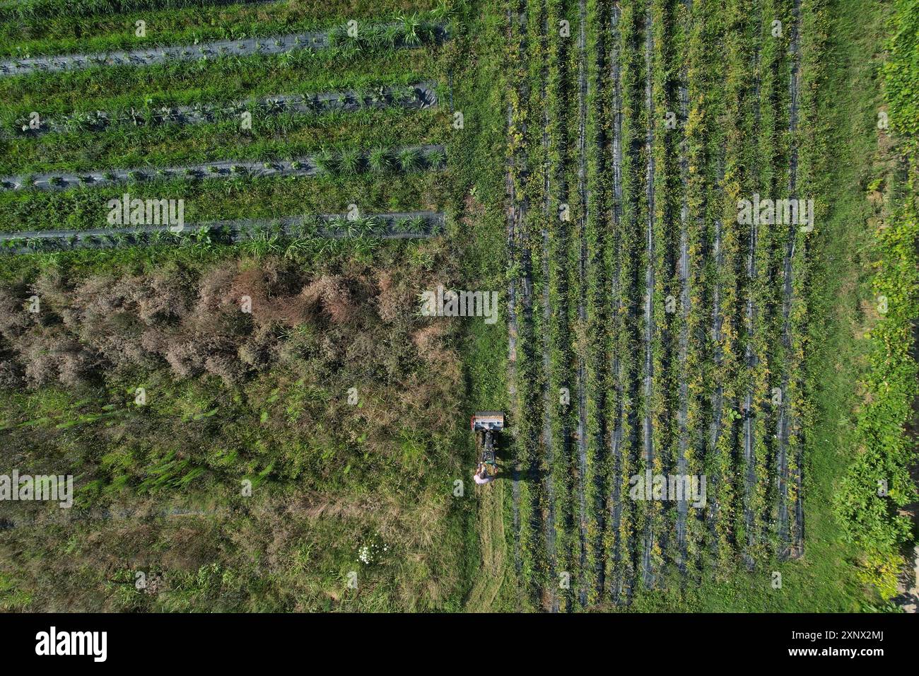 Aerial view of a farm field with green crops and a person using ...