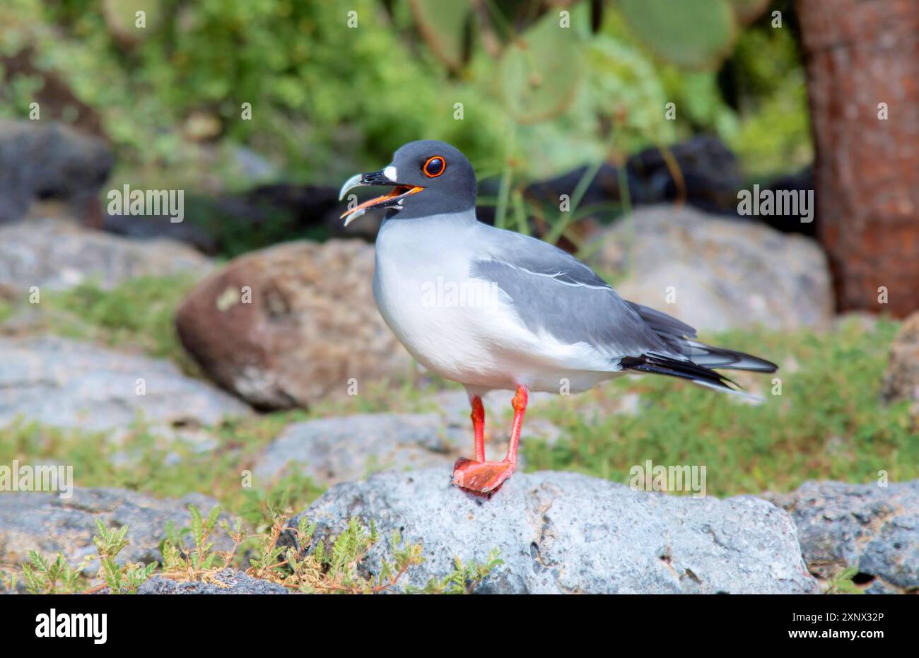 Equatorial islands hi-res stock photography and images - Alamy