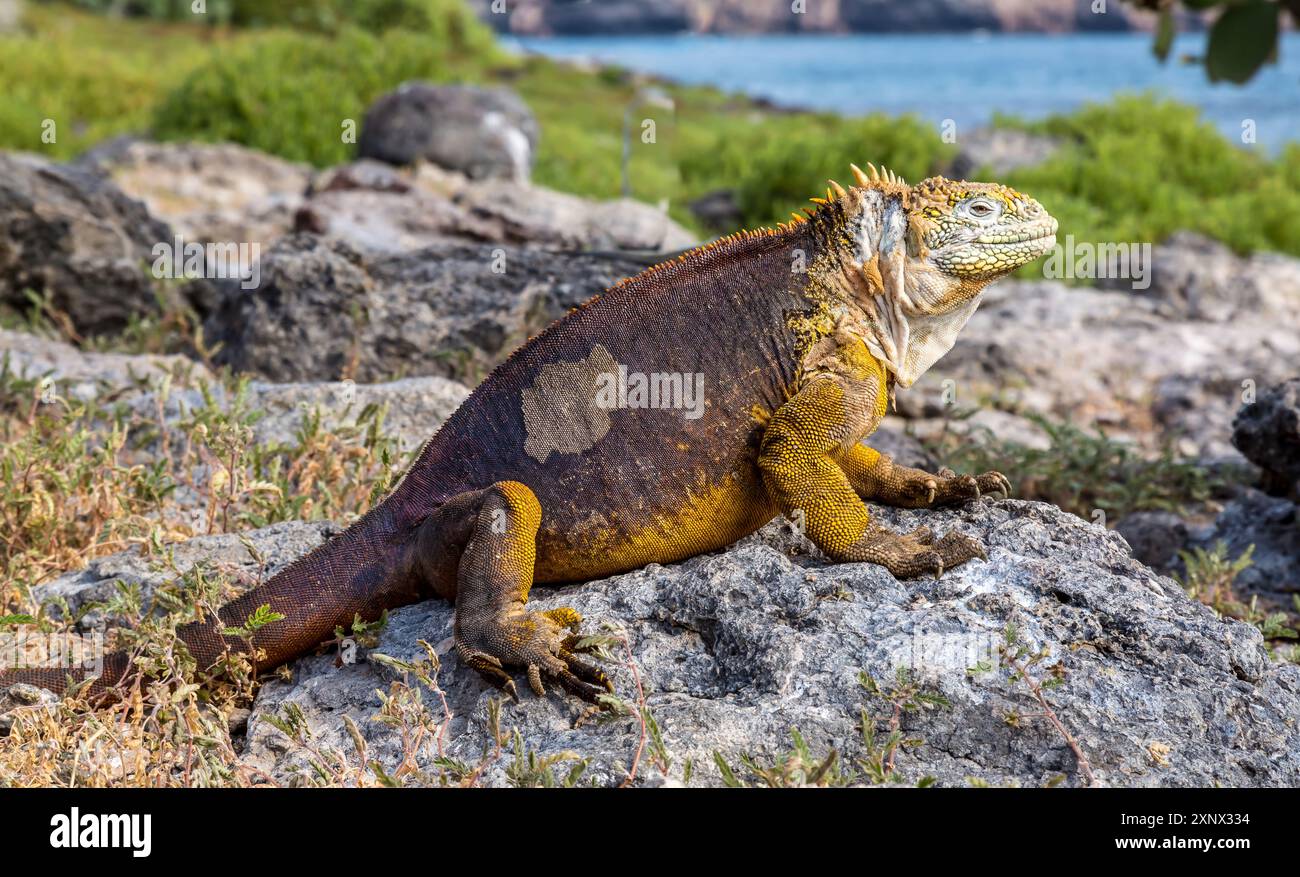 Galapagos Land Iguana (Conolophus subcristatus), large lizard, South ...