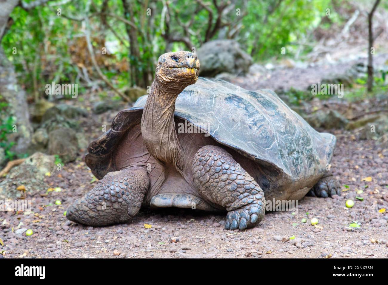 Galapagos Giant Tortoise (Chelonoidis chathamensis), can live for over ...