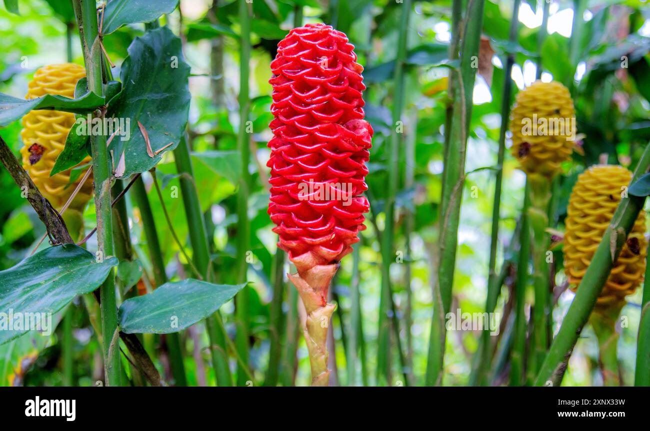 Beehive Ginger (Zingiber spectabile), a deciduous plant that grows from ...