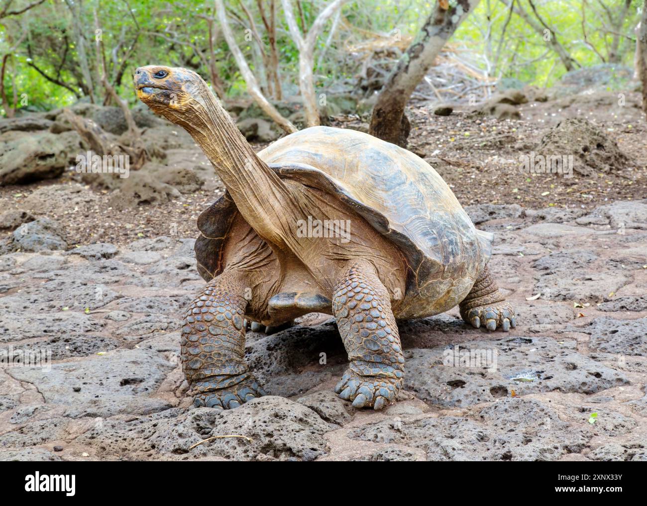Galapagos Giant Tortoise (Chelonoidis chathamensis), can live for over ...
