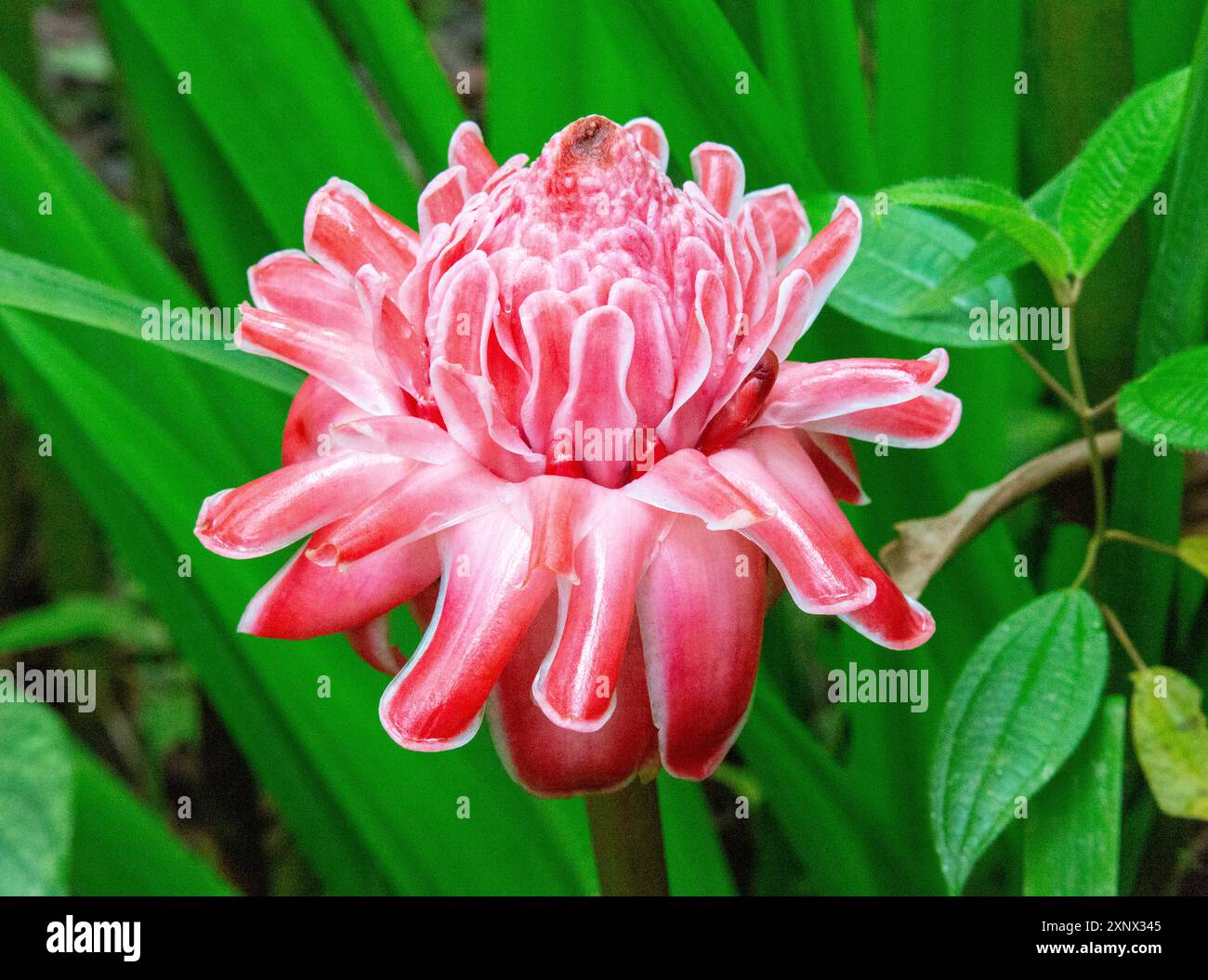 Torch ginger flower hi-res stock photography and images - Alamy