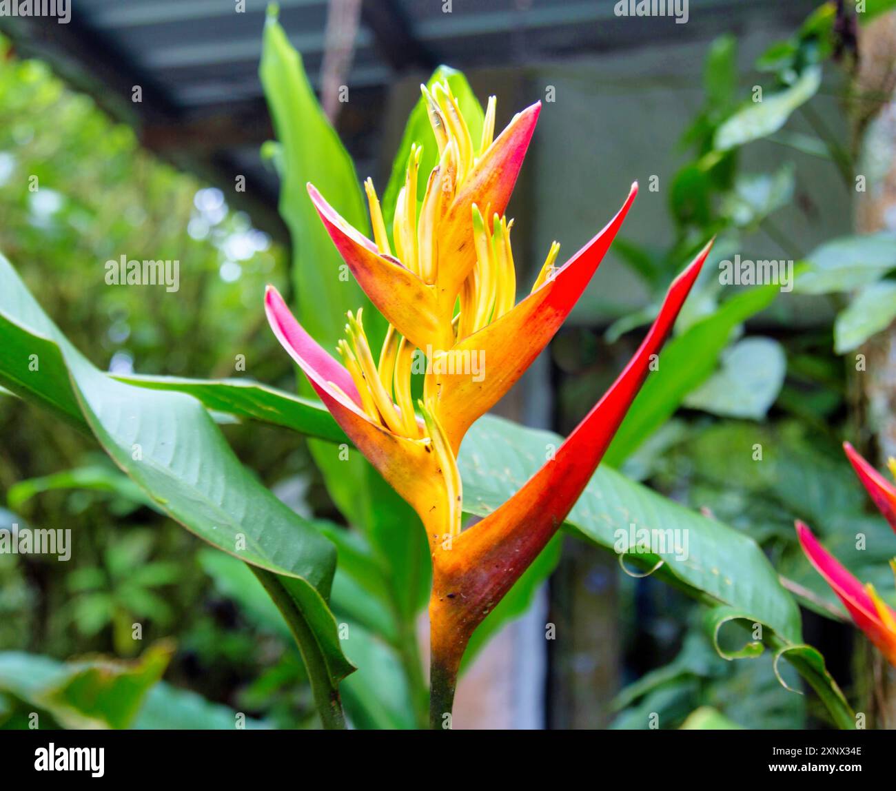 Heliconia Psittacorum flowers, a herb plant common in South America and ...
