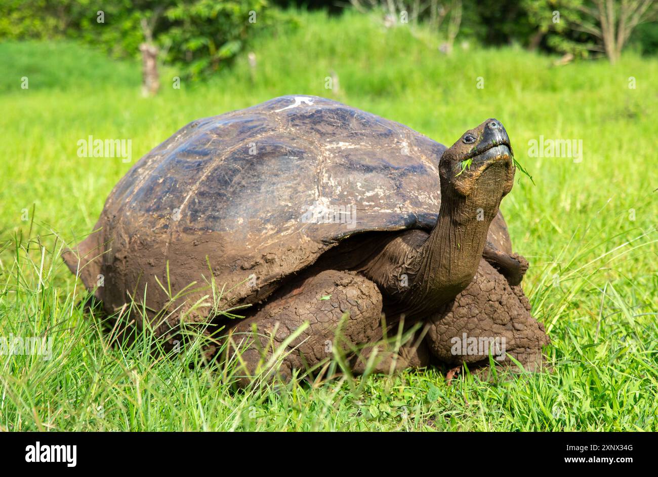 Galapagos Giant Tortoise (Chelonoidis chathamensis), can live for over ...