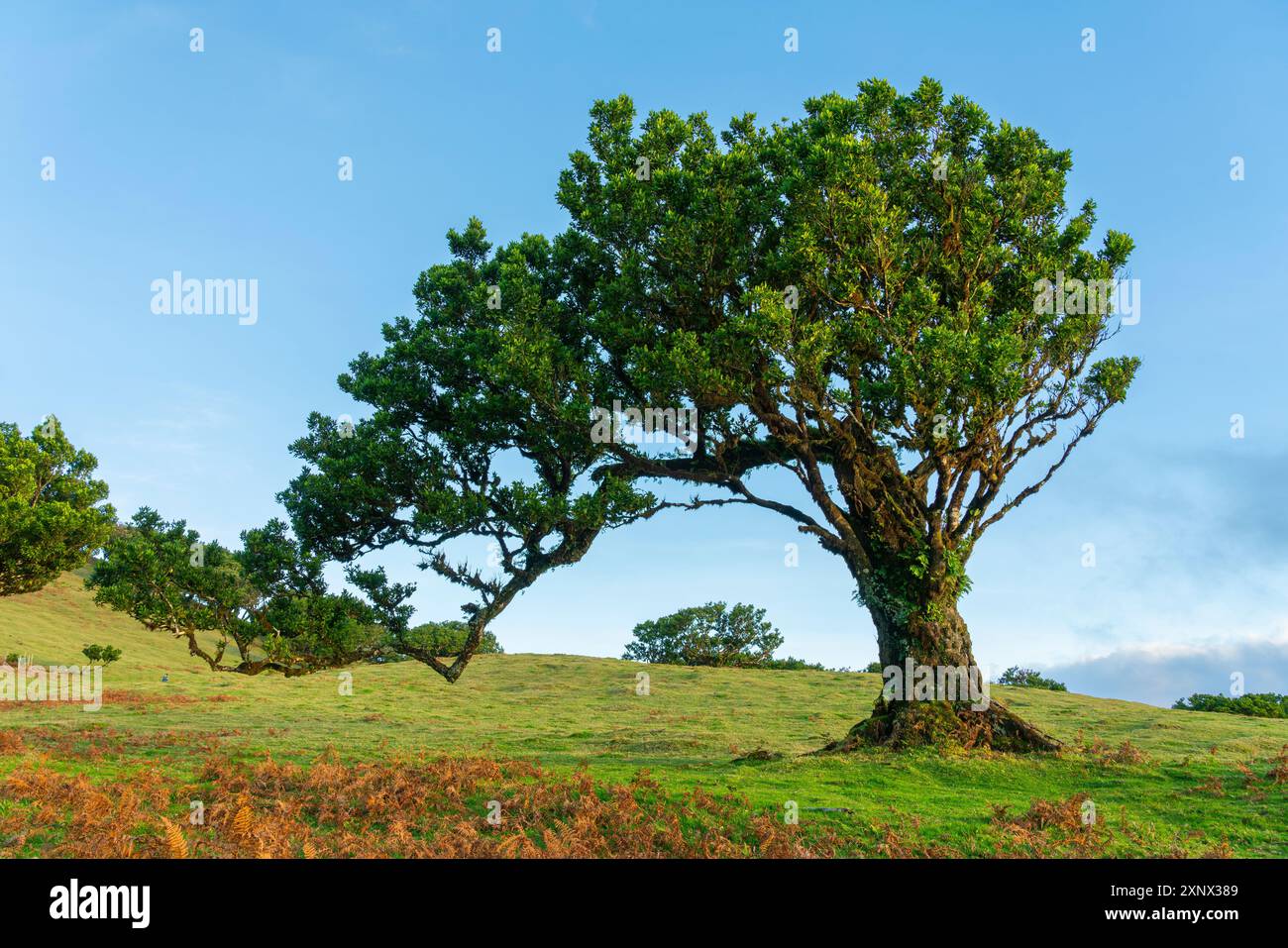 Laurel tree hi-res stock photography and images - Alamy