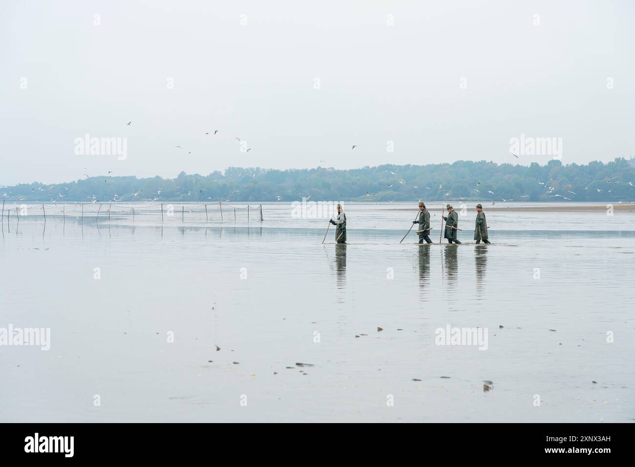 Four fishermen with poles wading through mud during preparation for ...