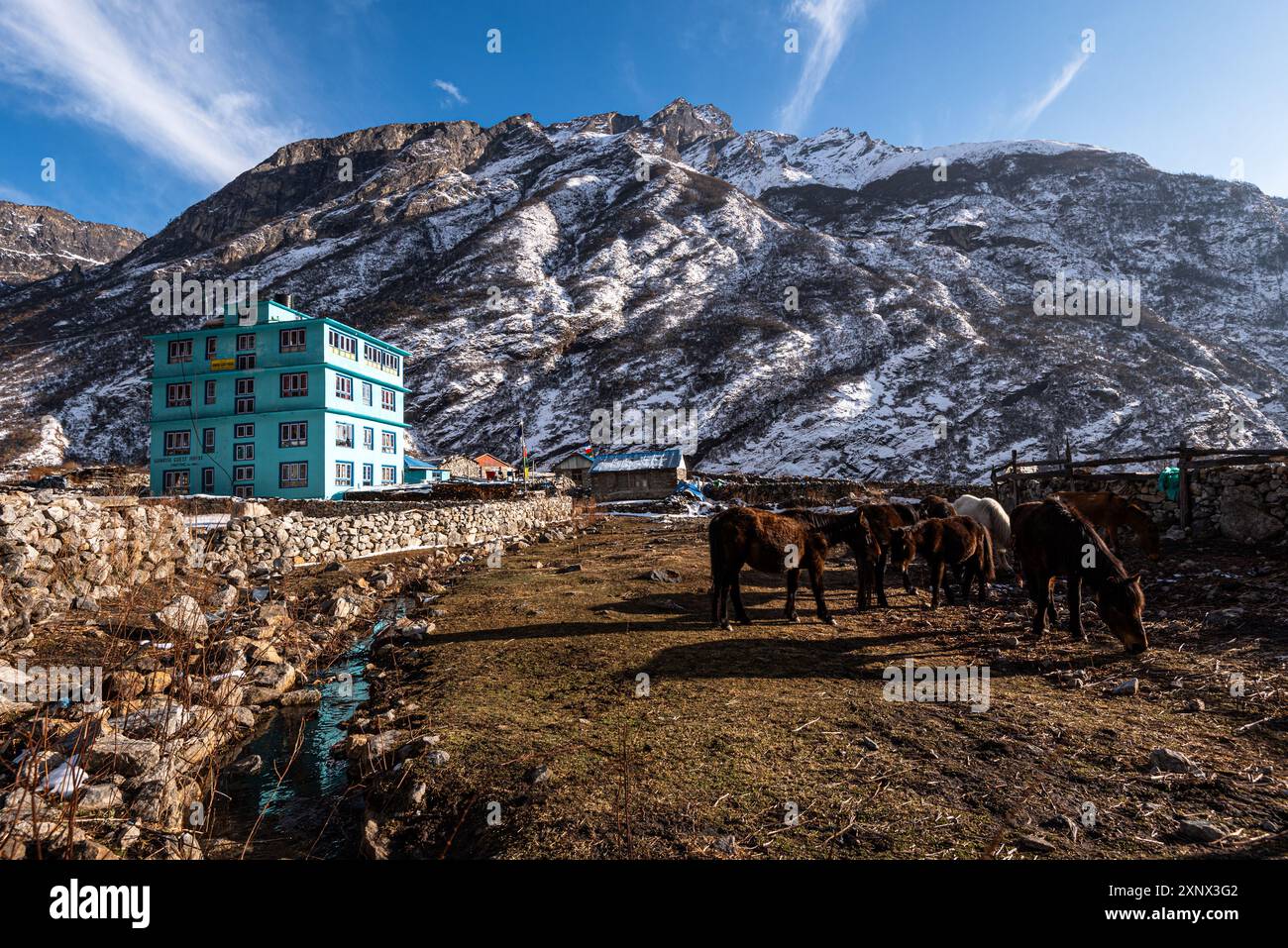 Turquoise mooutain lodge and pack mules, Lang Tang village, Himalayas ...