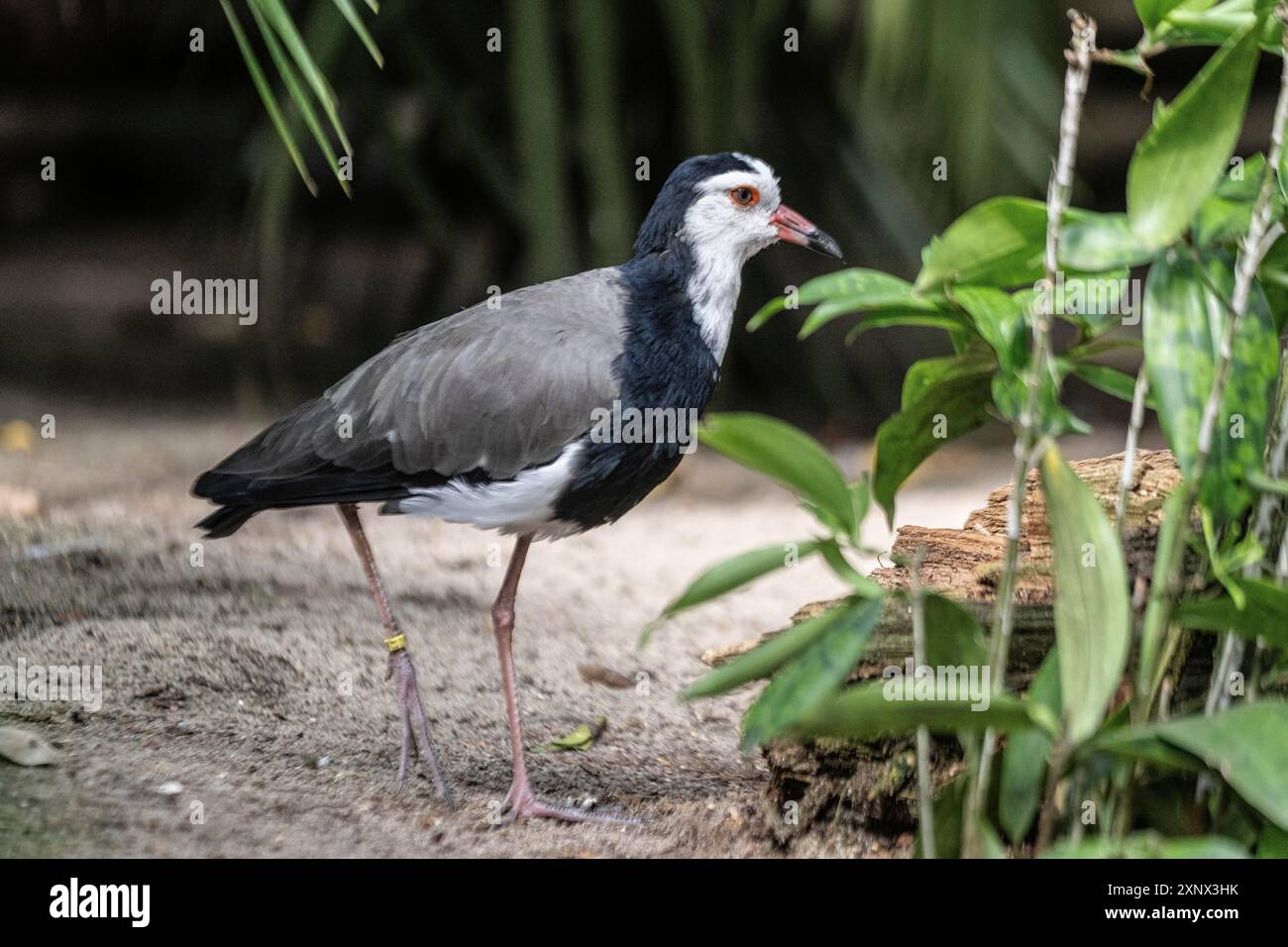Long toed bird hi-res stock photography and images - Alamy