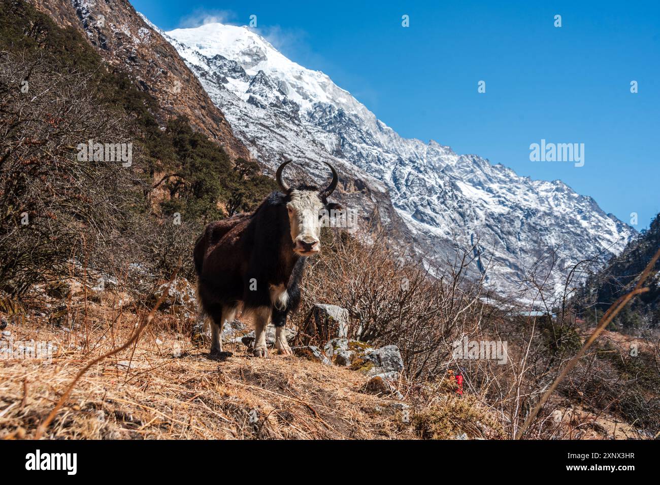 Close-up of a Horned Yak and mountainous backdrop on the Langtang ...