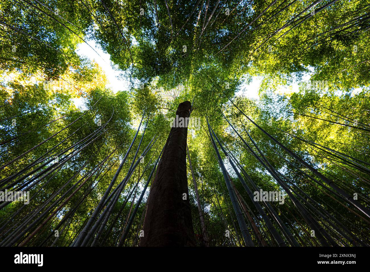 Bamboo grove, Kyoto, Honshu, Japan, Asia Stock Photo - Alamy