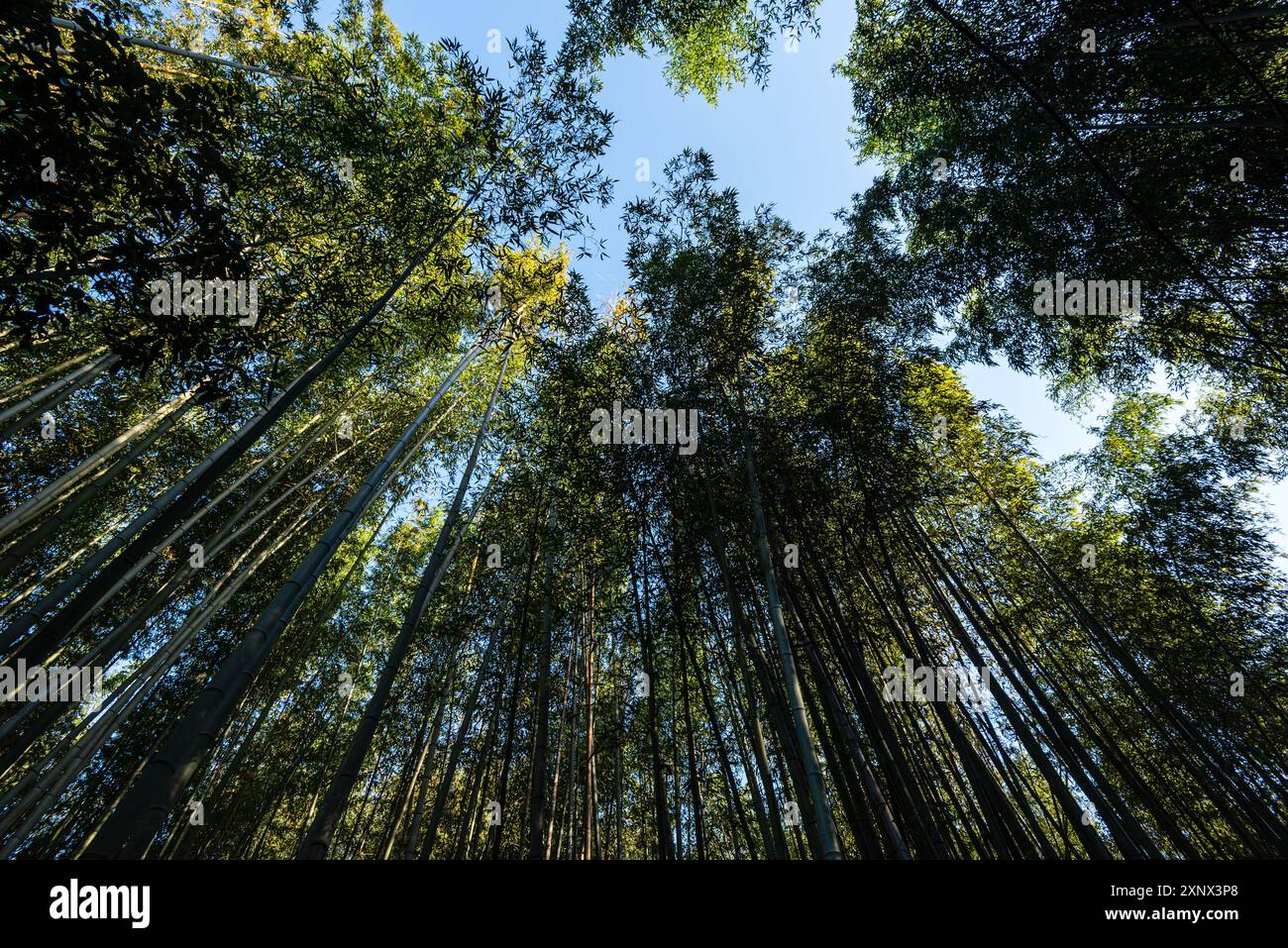 Bamboo forest of Arashiyama, Kyoto, Honshu, Japan, Asia Stock Photo - Alamy
