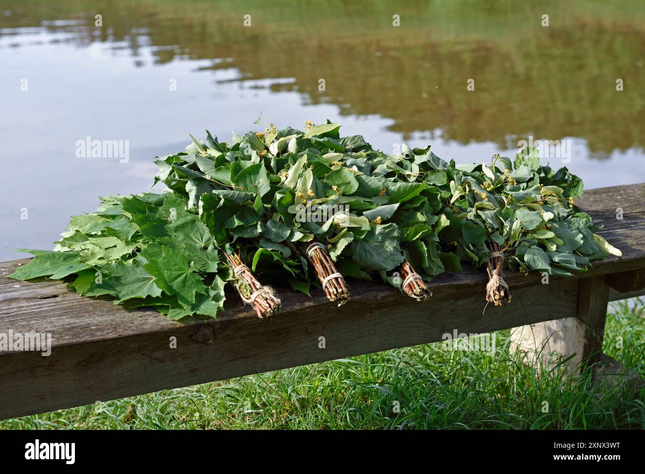 Linden, and other, branches used to flog during the traditional sauna ...