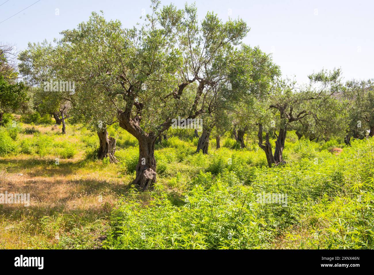 Olive grove at Qeparo, Ionian Coast, Albania, Europe Stock Photo - Alamy