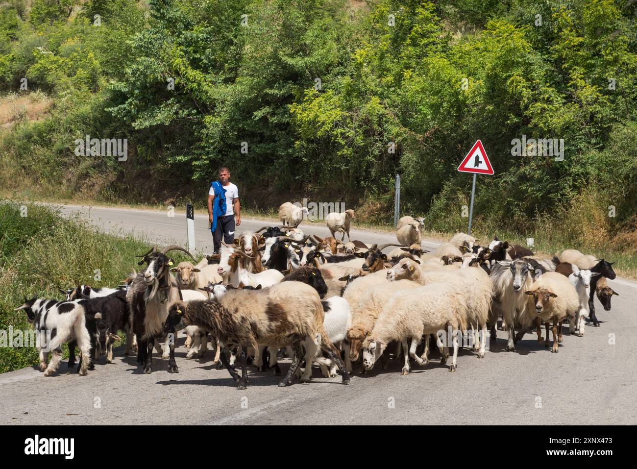 Shepherd and his herd of goats and sheep on the road near Permet ...