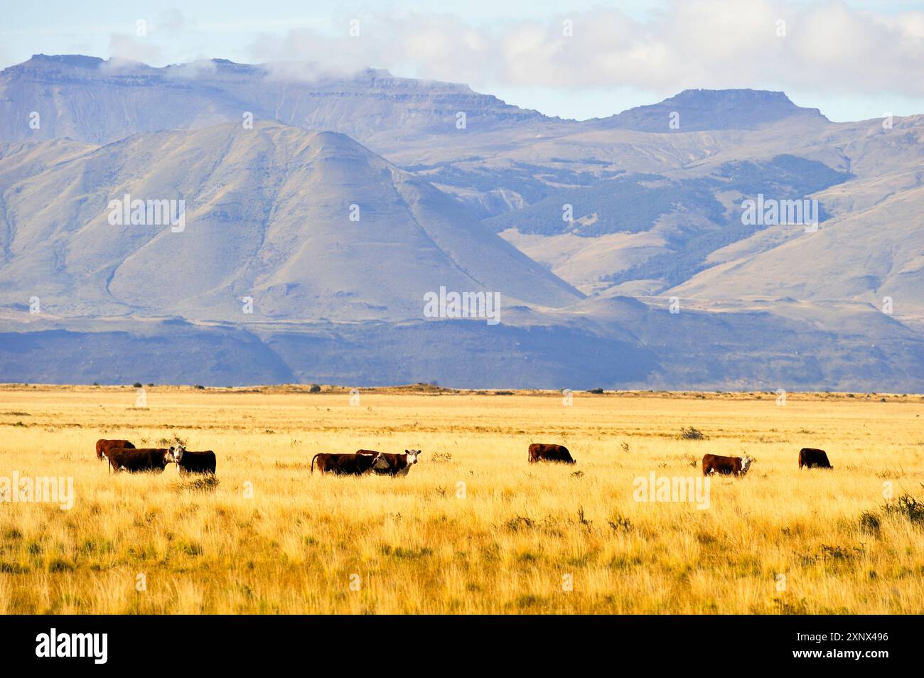 Cattle in the pampas around El Calafate, Patagonia, Argentina, South ...