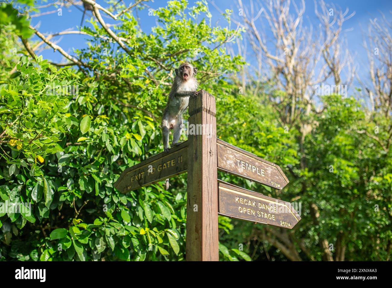 A little monkey standing on the wooden pole sign in Uluwatu temple ...