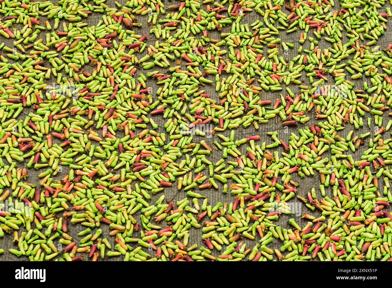 Fresh cloves laid out to dry in the sun, an aromatic spice and major ...