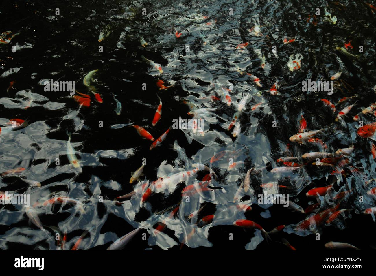 Various fish resting on bright hi-res stock photography and images - Alamy