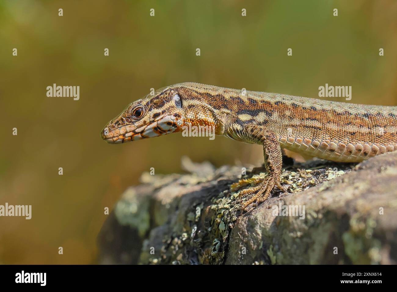 Common wall lizard (Podarcis muralis), European wall lizard, portrait ...