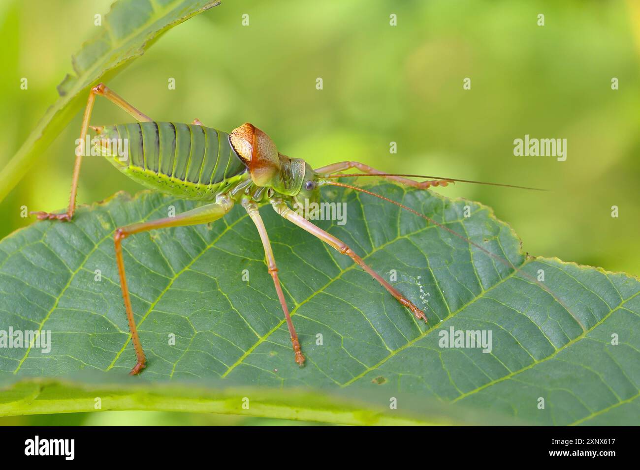 Steppe saddle grasshopper, saddle-backed bush cricket (Ephippiger ...