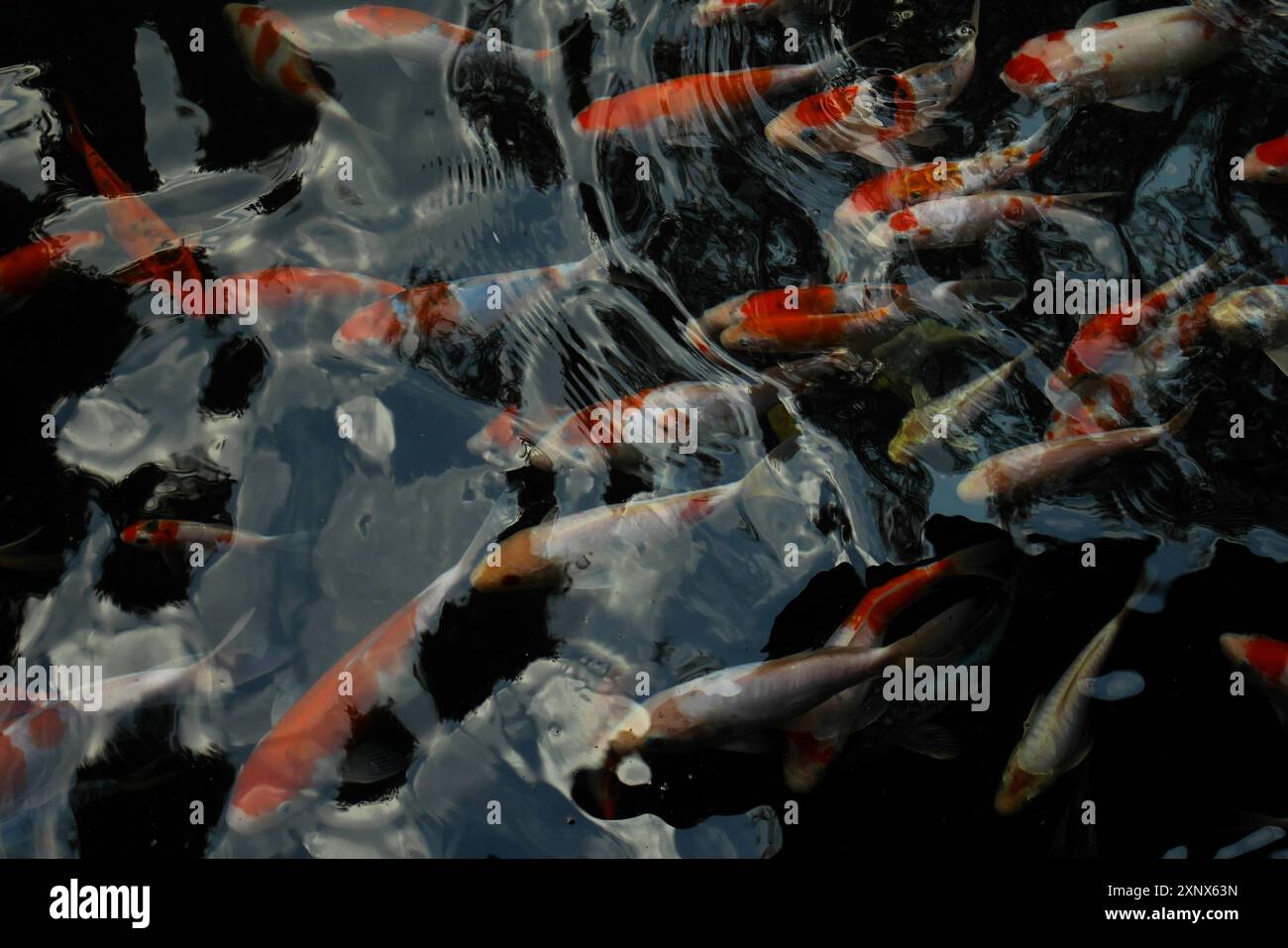 Koi fish ponds with various bright colors decorate a garden Stock Photo ...