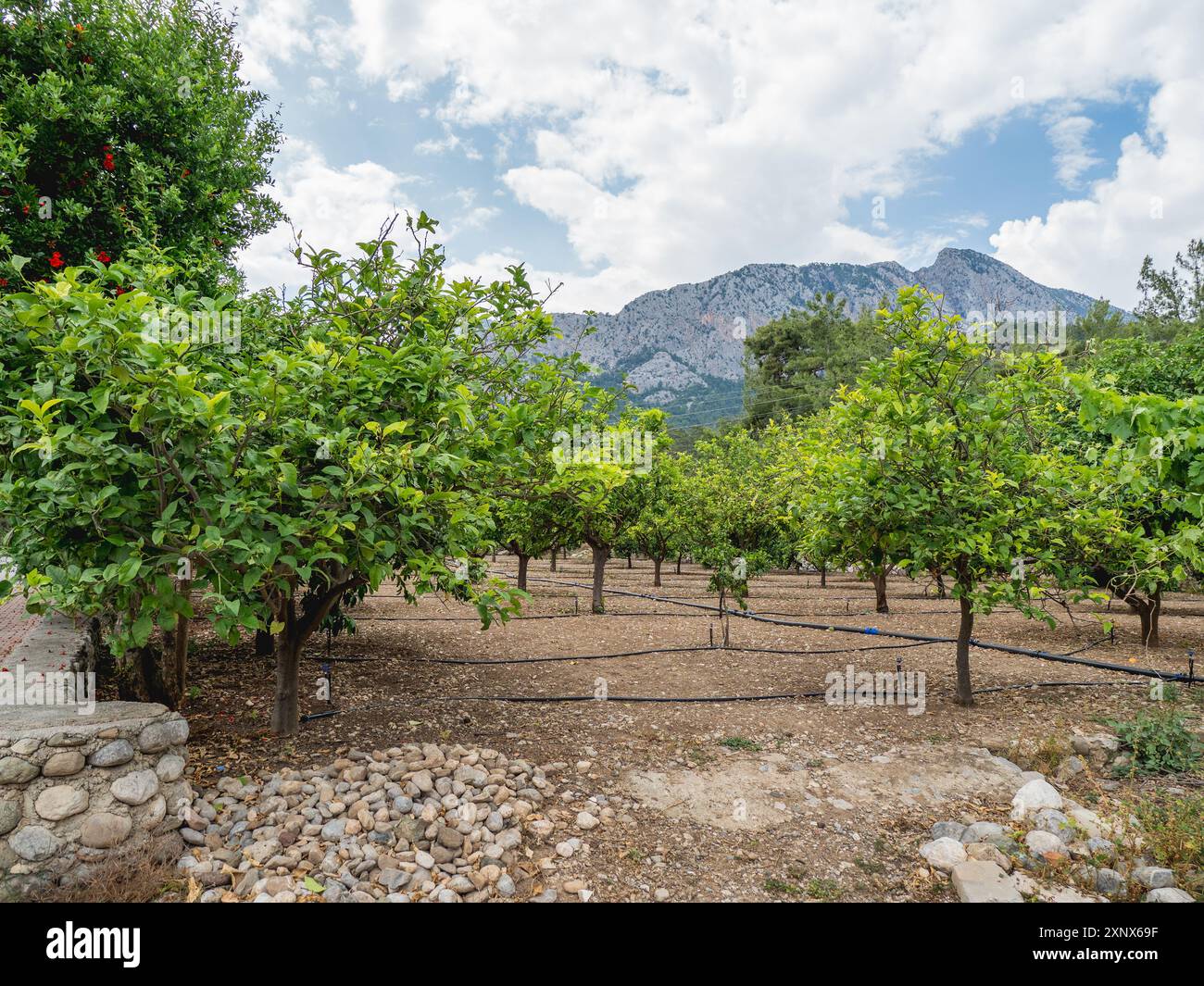 Plantation with irrigation system between fruit trees in Antalya ...