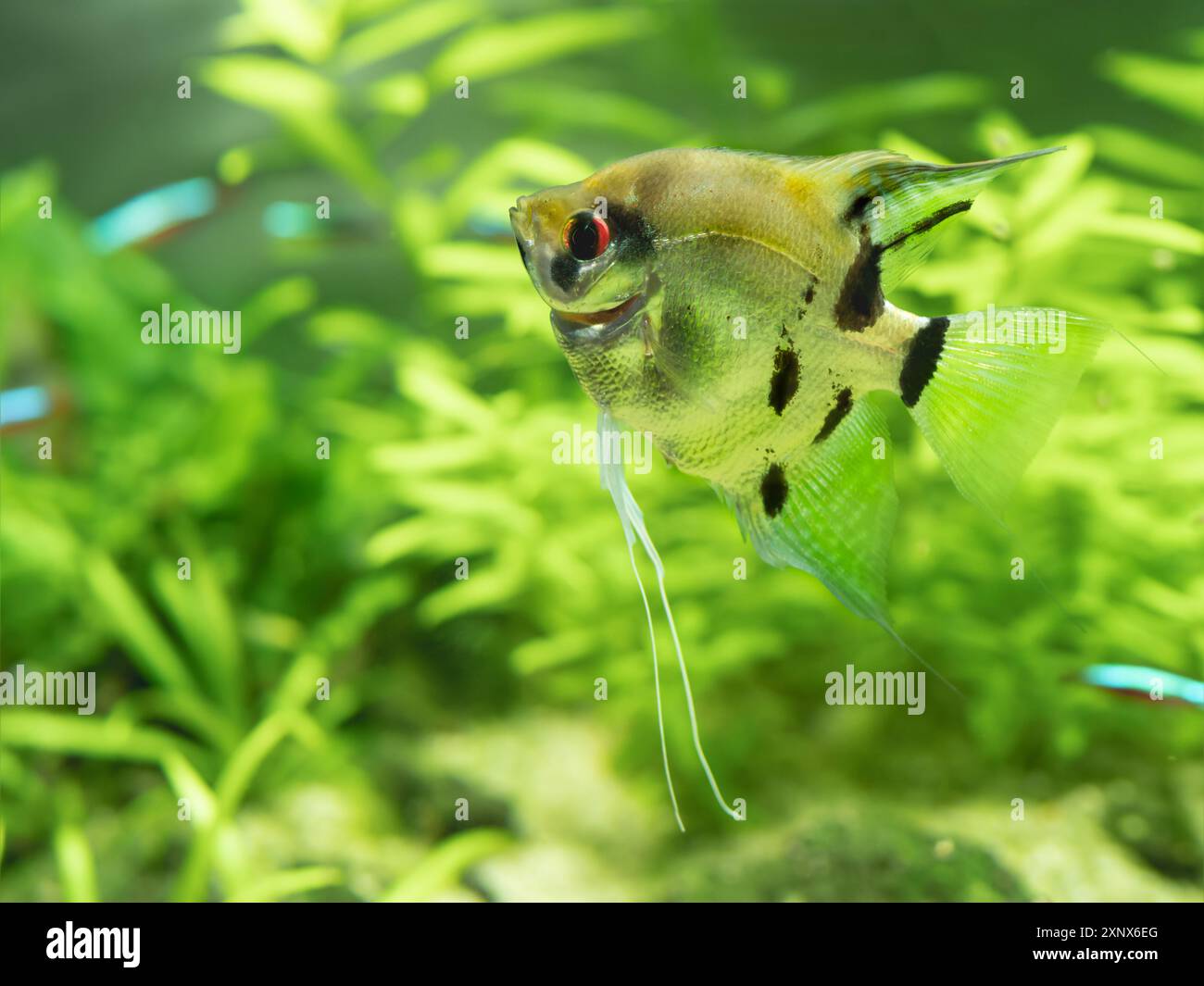 Floating Pterophyllum scalare or angelfish in tank. Freshwater aquarium ...